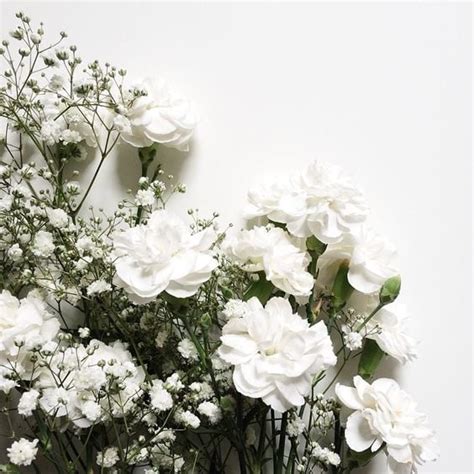 Gipsofilija Najslađi Dodatak Svakom Proljetnom Buketu Jabuka Tv