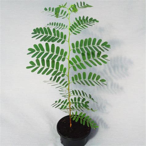 Tamarindenbaum Tamarinde Jungle Farm