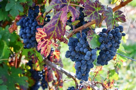 Merlot