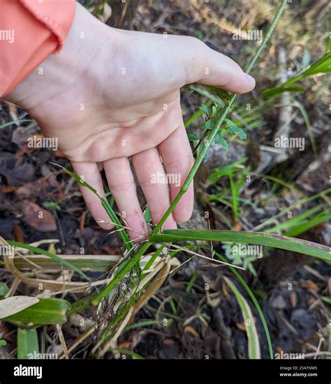 Beaked Panicgrasses Redtop Panicgrasses Cutthroatgrasses And Allies