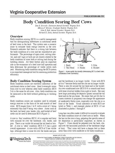 Body Condition Scoring Beef Cows | PDF | Calf | Cattle