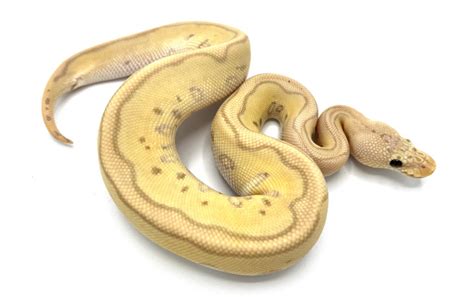 Banana Leopard Royal Constrictor Designs