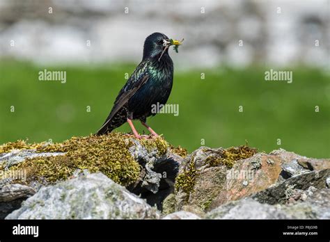 Common Starling Nest