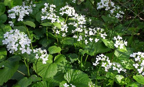 Pachyphragma Macrophyllum Uk