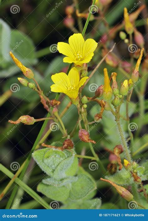 Marsh St John`s Wort Stock Image Image Of Clusiaceae 187171621