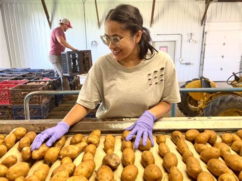 Ashmita Rawal Phd On Linkedin Potato Grading Research