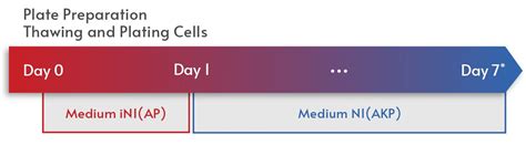 Quick Neuron™ Motor Human Ipsc Derived Motor Neurons