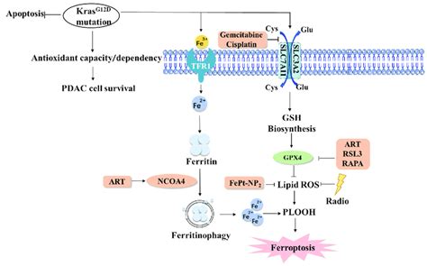 Ferroptosis In The Treatment Of Pdac Kras G12d Mutations Can Inhibit