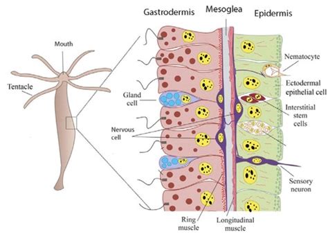 Phylum Cnidaria Flashcards Quizlet