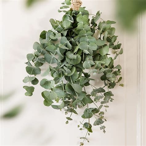 Eucalyptus Seeds Warrior Apothecary