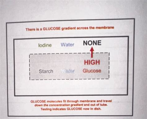Lab 5 Osmosis And Diffusion Flashcards Quizlet