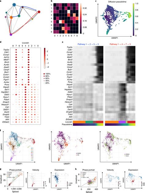 Pseudotemporal Ordering Of β Cells Treated With Hg Or Harmine Reveals