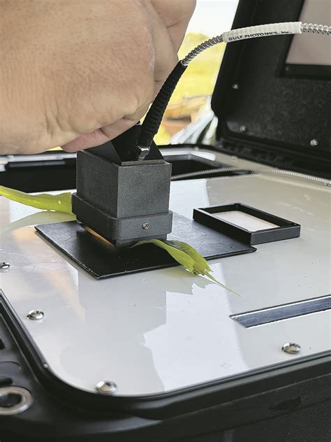 In Field Tissue Test Now Available For Use In Corn Crops The Western