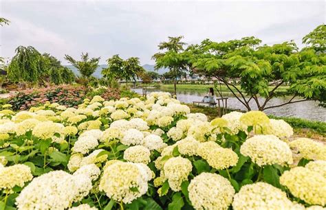 🌸 색동옷 수국 따라 걷는 강변 산책길 여긴 진짜 유럽 같아요 여행의 소리