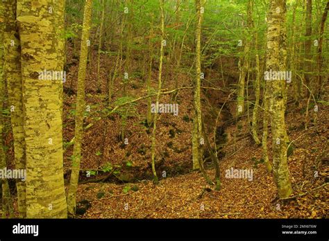 Beech Forest Next To The Hermitage Of Laguna De Cameros La Rioja