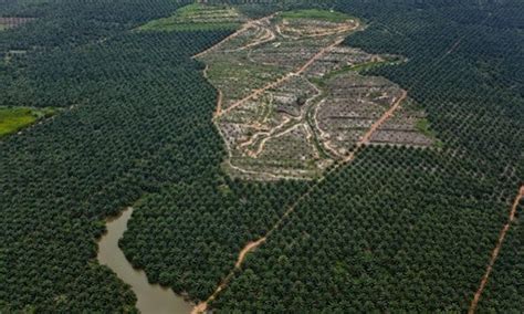 Deforestation Of Kalimantan Rainforest