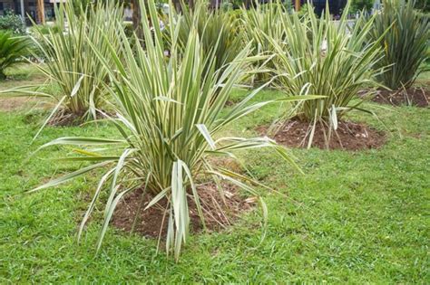 Pruning Phormium Isnt Strictly Necessary But You Can Tidy Them Using