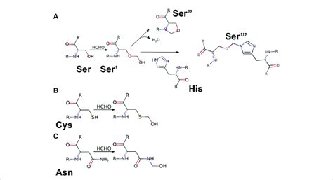 reaction products of hcho with different amino acids a amino acid