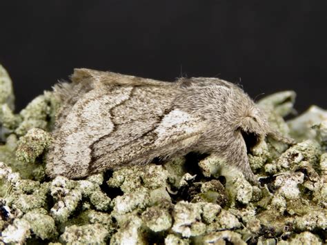 Pale Eggar Naturespot