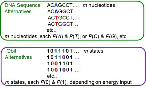 Similarities Of Dna And Quantum Computing In The Dna In The Upper Download Scientific Diagram