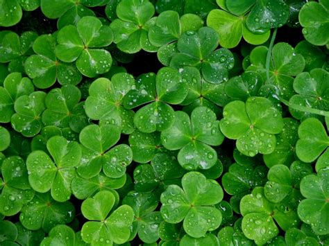 Shamrock Desktop Wallpapers Wallpaper Cave