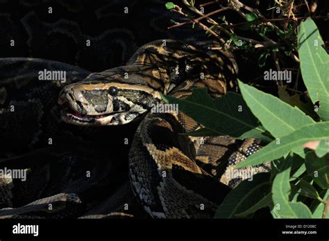 African Rock Python Python Sebae Pythonidae Pokot Tribe Land Kenya