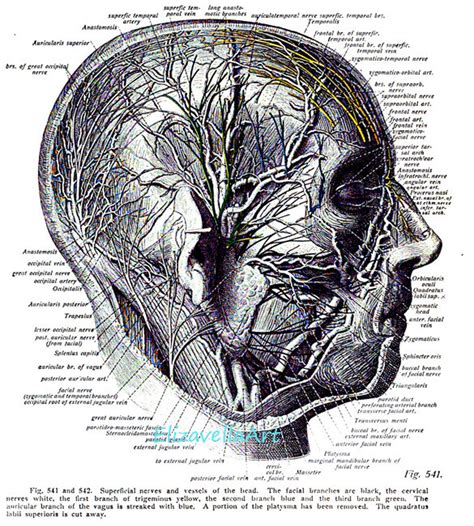 Vessels And Nerves Of The Head Human Anatomy Art Diagram Chart Png 