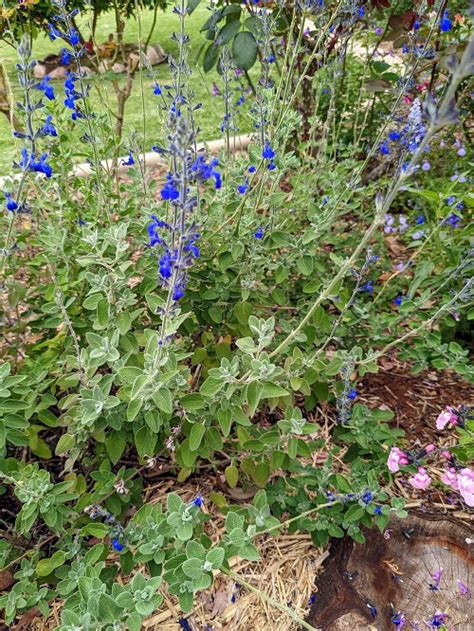 Problems With Salvias Common Issues And How To Solve Them