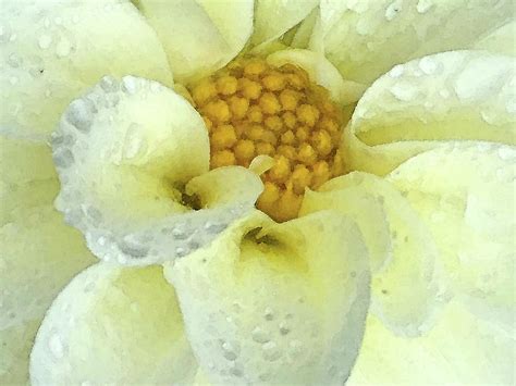 Wet White Flower Digital Art By Patricia Teel Fine Art America