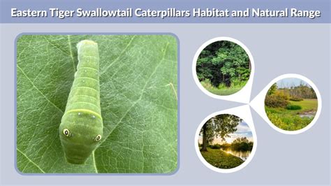 Eastern Tiger Swallowtail Caterpillar Identification Life Cycle Diet