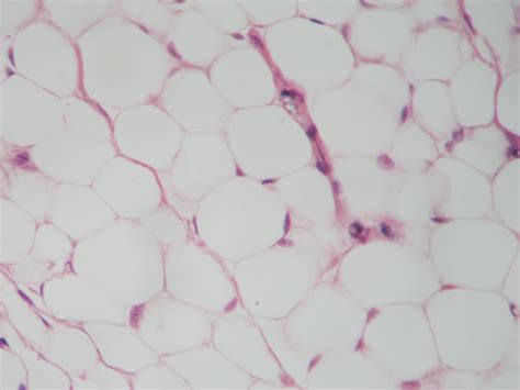 Atlas De Histologia Tecido Adiposo