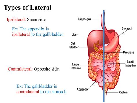 15 Anatomical Terminology Ppt Video Online Download