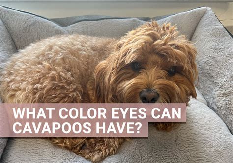 What Color Eyes Can A Cavapoo Have Eye Colors To Expect