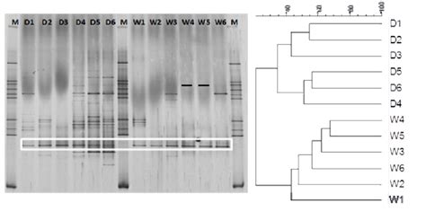 Denaturing Gradient Gel Electrophoresis Profiles Upgma Dendrogram