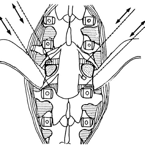 Modified Frankel Neurological Functional Classification Grade Description Download Table