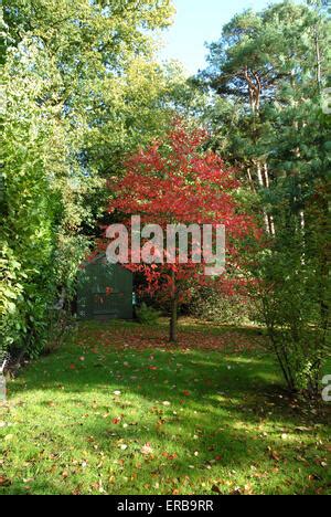 Autumn Colour Of Amelanchier Canadensis Serviceberry Leaves Turning