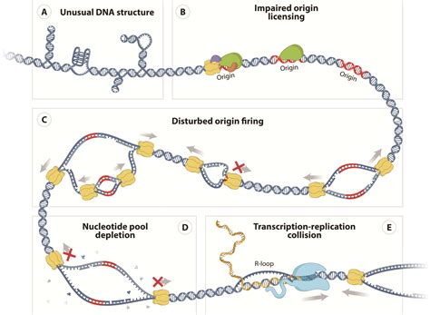 Replication Fork Replisome