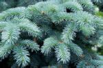 Types Of Spruce Trees To Add Structure To Your Landscape
