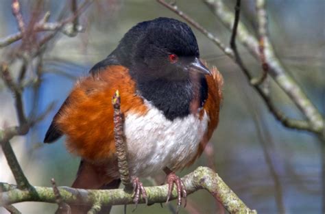 Orange Stripe Head Bird At Beth Heard Blog