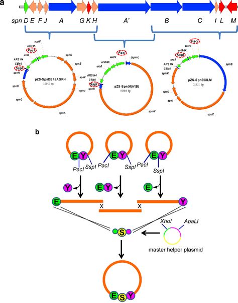 Figure 2 From Dna Assembler A Synthetic Biology Tool For Characterizing And Engineering Natural