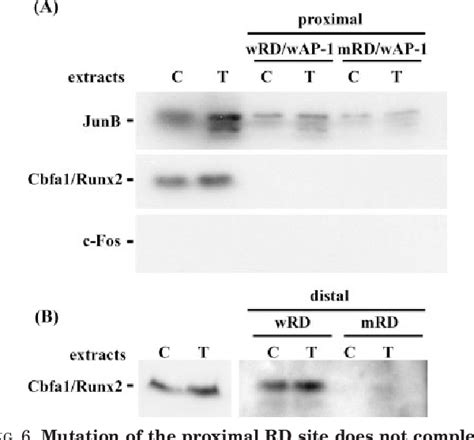 Figure 1 From Smad3 Interacts With Junb And Cbfa1 Runx2 For Transforming Growth Factor β1