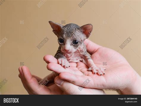 Newborn Sphynx Kittens Captions For Pictures