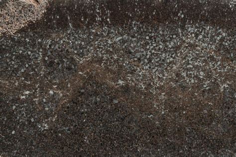 6 5 Polished Pliosaur Liopleurodon Limb Bone England 280242 For Sale