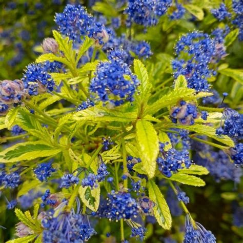 Ceanothus Shrubs For Sale Buy Ceanothus Plants Uk Delivery
