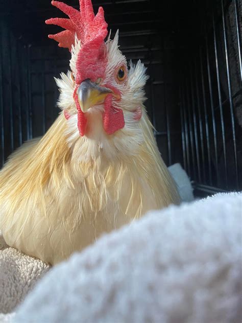 Kernel Update Hes Found A Home Rchickens