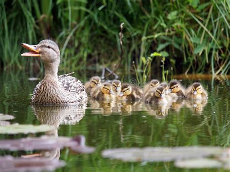 De Eend Van De Moeder Met Haar Eendjes Stock Foto Image Of Eendjes