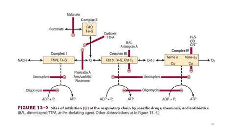 Etc And Oxidative Phosphorylationpptx
