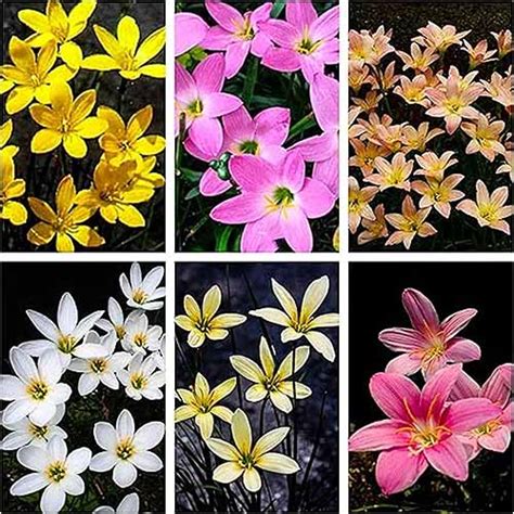 27 Flowering Bulbs That Dont Need Chilling Gardeners Path