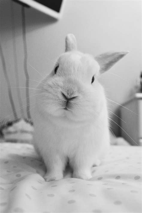 Download Cute Rabbit Pictures