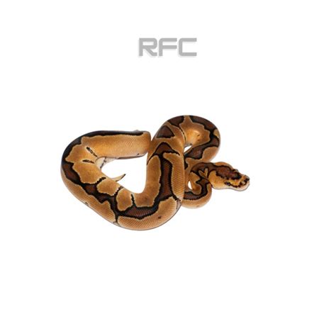 Enchi Lace Clown Het Puzzle Ball Python By Reptiles For Centuries Usa